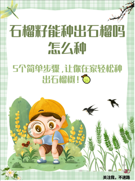 石榴籽能种出来吗_石榴籽种植方法-第1张图片-山城妙识