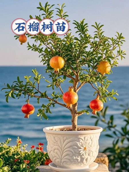 石榴籽能种出来吗_石榴籽种植方法-第3张图片-山城妙识