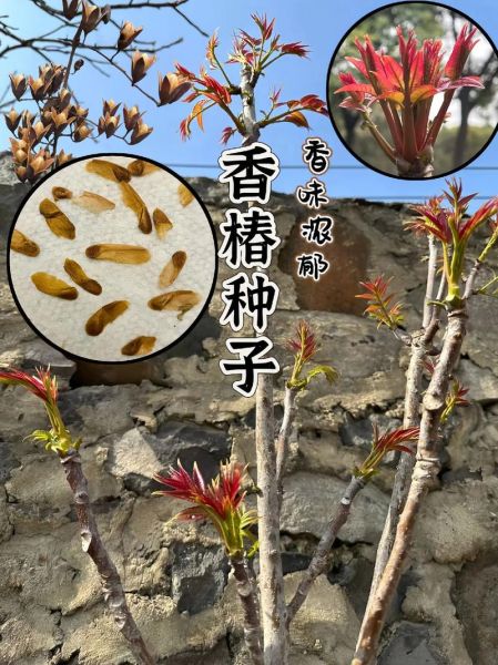 1亩露天香椿利润_香椿种植成本与收益-第2张图片-山城妙识