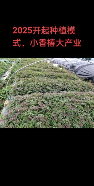 1亩露天香椿利润_香椿种植成本与收益-第1张图片-山城妙识