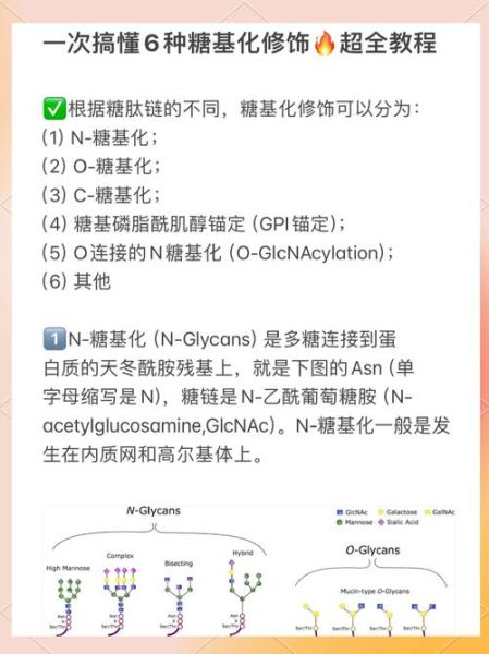 蛋白糖基化是什么_糖基化修饰有哪些类型-第1张图片-山城妙识