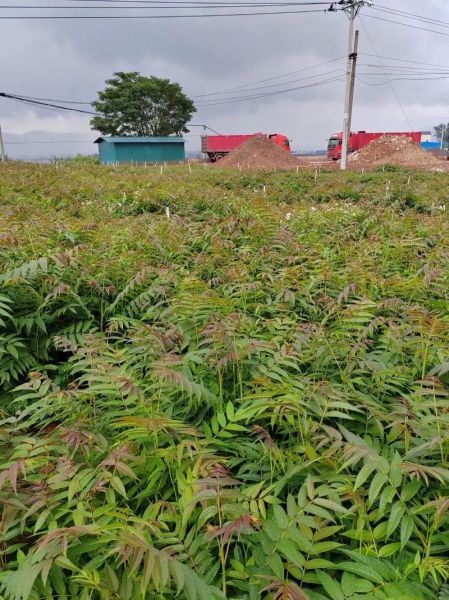 1亩露天香椿利润_香椿种植成本与收益-第3张图片-山城妙识