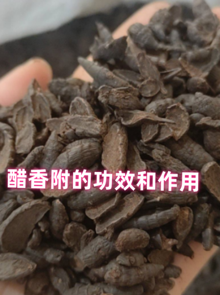 醋香附的功效与作用_醋香附的禁忌有哪些-第3张图片-山城妙识 醋香附的功效与作用_醋香附的禁忌有哪些-第3张图片-山城妙识