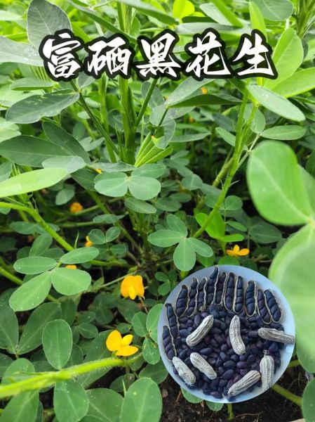 黑花生的营养价值及功效_黑花生怎么吃最健康-第3张图片-山城妙识 黑花生的营养价值及功效_黑花生怎么吃最健康-第3张图片-山城妙识