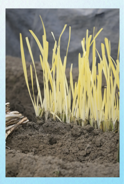 韭黄是什么种子种出来的_韭黄和韭菜种子一样吗-第1张图片-山城妙识