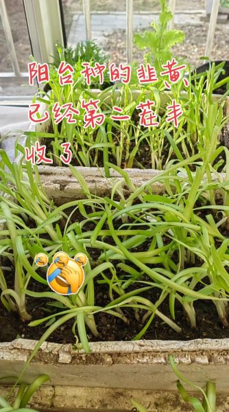 韭黄是什么种子种出来的_韭黄和韭菜种子一样吗-第3张图片-山城妙识