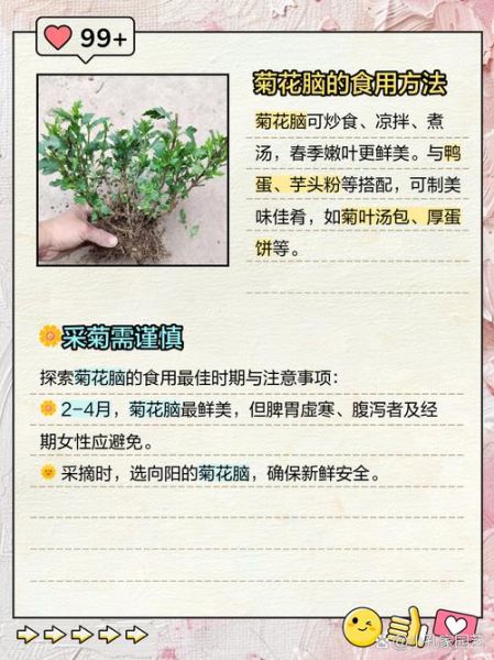 菊花脑的功效与作用_菊花脑怎么吃最养生-第1张图片-山城妙识
