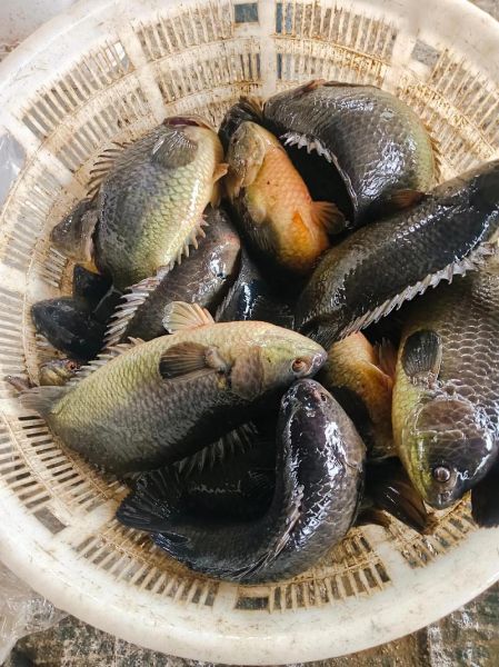 攀鲈鱼怎么吃_攀鲈鱼做法大全-第2张图片-山城妙识