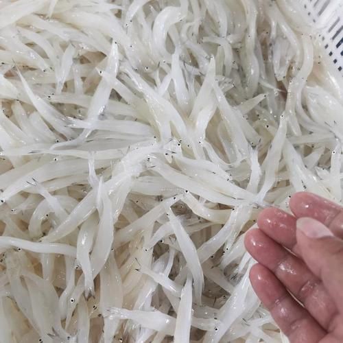 银鱼多少钱一斤_银鱼价格为什么差异大-第1张图片-山城妙识 银鱼多少钱一斤_银鱼价格为什么差异大-第1张图片-山城妙识