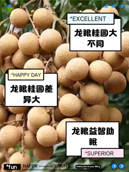 桂圆和龙眼的区别_功效与作用一样吗-第2张图片-山城妙识