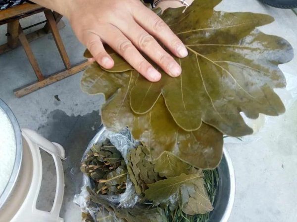 如何用胡叶包粽子_胡叶粽子怎么包不裂-第2张图片-山城妙识 如何用胡叶包粽子_胡叶粽子怎么包不裂-第2张图片-山城妙识