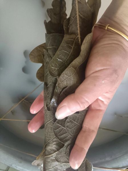 如何用胡叶包粽子_胡叶粽子怎么包不裂-第3张图片-山城妙识 如何用胡叶包粽子_胡叶粽子怎么包不裂-第3张图片-山城妙识