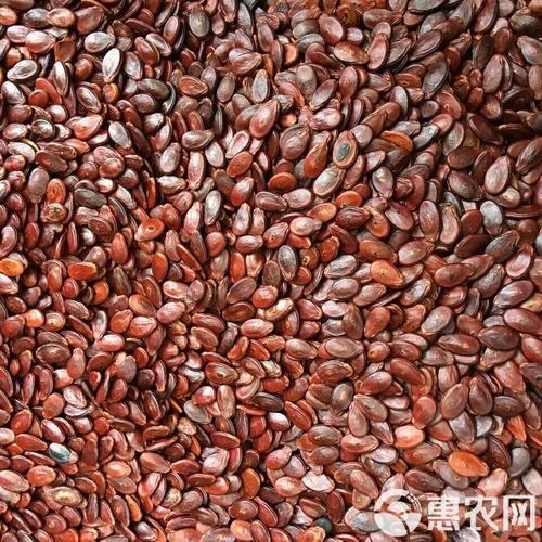 红瓜子是什么瓜的子_红瓜子产地在哪里-第3张图片-山城妙识 红瓜子是什么瓜的子_红瓜子产地在哪里-第3张图片-山城妙识