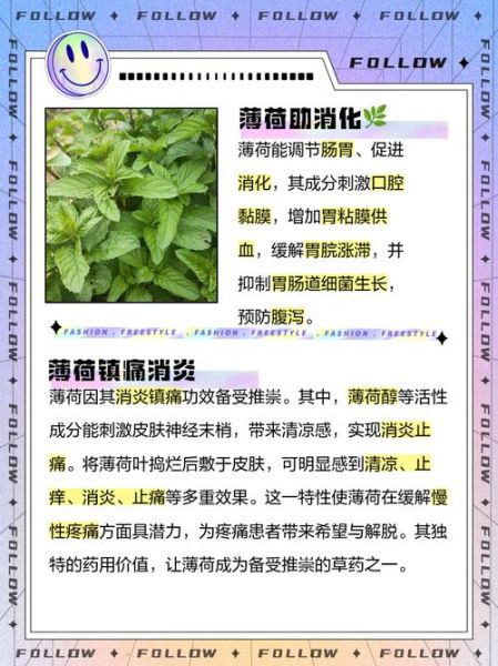 薄荷的功效与作用禁忌_孕妇能吃吗-第2张图片-山城妙识
