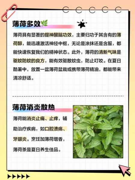 薄荷的功效与作用禁忌_孕妇能吃吗-第3张图片-山城妙识
