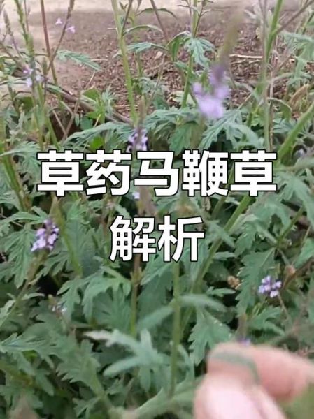 马鞭草的功效与作用_马鞭草主治哪些病-第3张图片-山城妙识