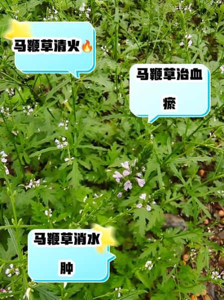 马鞭草的功效与作用_马鞭草主治哪些病-第1张图片-山城妙识