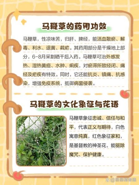 马鞭草的功效与作用_马鞭草主治哪些病-第2张图片-山城妙识