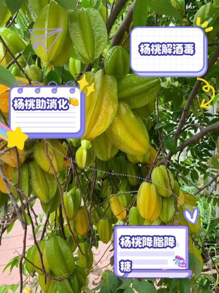 野杨桃的功效与作用_野杨桃怎么吃效果最好-第1张图片-山城妙识 野杨桃的功效与作用_野杨桃怎么吃效果最好-第1张图片-山城妙识