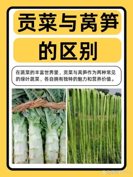 贡菜和莴笋的区别_贡菜是莴笋干吗-第1张图片-山城妙识 贡菜和莴笋的区别_贡菜是莴笋干吗-第1张图片-山城妙识