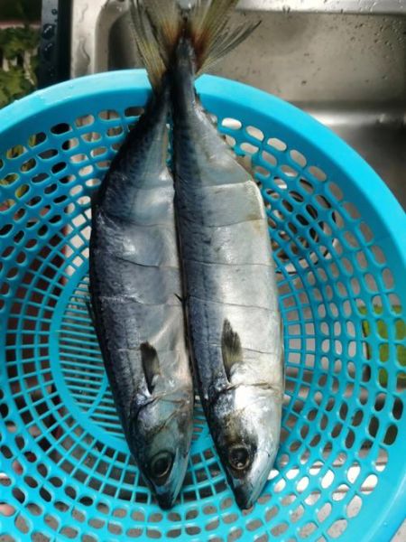 青川鱼的营养价值及功效_青川鱼适合什么人吃-第3张图片-山城妙识