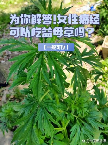 益母草什么时候喝最好_经期前后还是产后-第3张图片-山城妙识