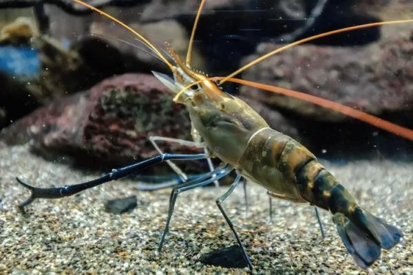 河虾图片高清_如何拍摄河虾高清图片-第3张图片-山城妙识