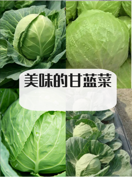 甘蓝菜的功效与作用及禁忌_什么人不能吃甘蓝菜-第3张图片-山城妙识