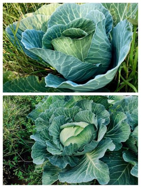 甘蓝菜的功效与作用及禁忌_什么人不能吃甘蓝菜-第2张图片-山城妙识