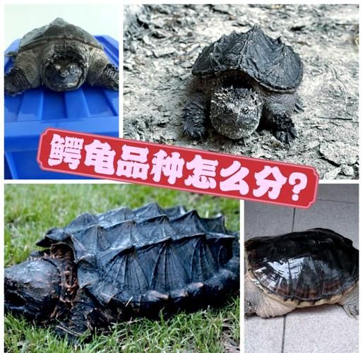 鳄龟为什么不能养_国家禁令原因-第1张图片-山城妙识