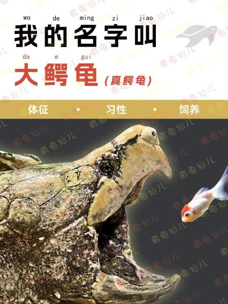 鳄龟为什么不能养_国家禁令原因-第3张图片-山城妙识