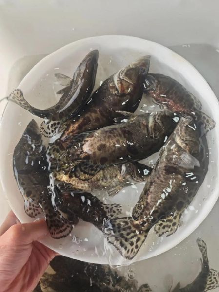 桂鱼价格多少钱一斤_桂鱼市场价最新行情-第1张图片-山城妙识 桂鱼价格多少钱一斤_桂鱼市场价最新行情-第1张图片-山城妙识