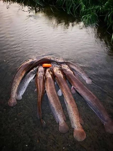 化粪池鲶鱼能吃吗_清理后怎么处理-第1张图片-山城妙识