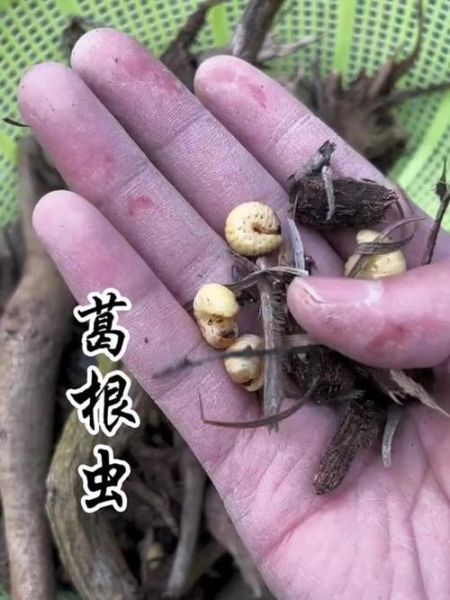 葛藤虫有毒吗_葛藤虫能吃吗-第1张图片-山城妙识