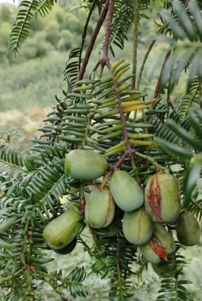 2021年香榧多少钱一斤_香榧价格为什么差距大-第3张图片-山城妙识 2021年香榧多少钱一斤_香榧价格为什么差距大-第3张图片-山城妙识