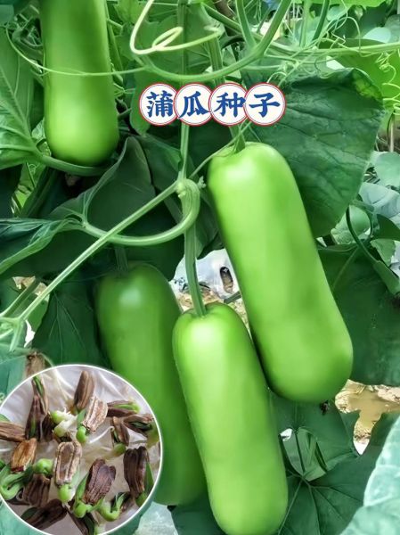 蒲瓜不能和什么一起吃_蒲瓜的食用禁忌有哪些-第3张图片-山城妙识