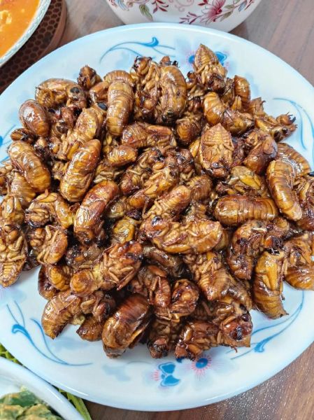 知了怎么吃有营养价值_知了怎么吃最补-第2张图片-山城妙识