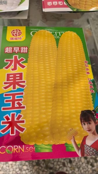 水果玉米批发联系方式_水果玉米批发价格多少钱一斤-第2张图片-山城妙识 水果玉米批发联系方式_水果玉米批发价格多少钱一斤-第2张图片-山城妙识