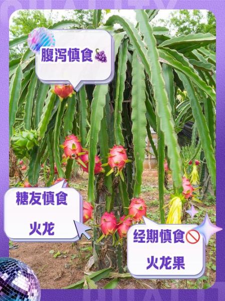 火龙果的功效与作用及禁忌_哪些人不能吃-第3张图片-山城妙识 火龙果的功效与作用及禁忌_哪些人不能吃-第3张图片-山城妙识