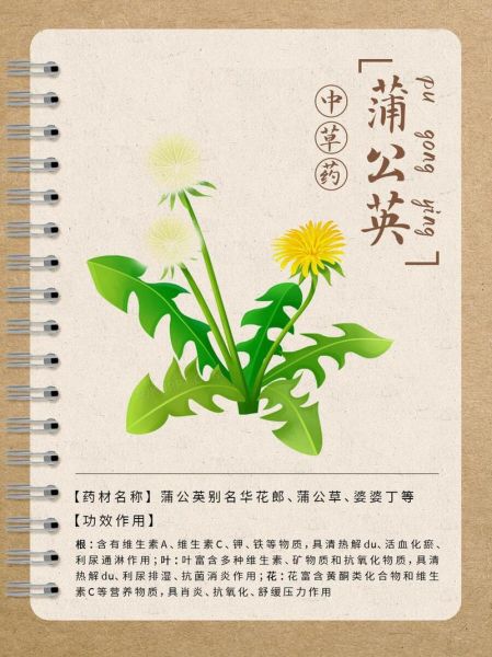 蒲公英加什么治咽炎_蒲公英配一物多久见效-第3张图片-山城妙识 蒲公英加什么治咽炎_蒲公英配一物多久见效-第3张图片-山城妙识