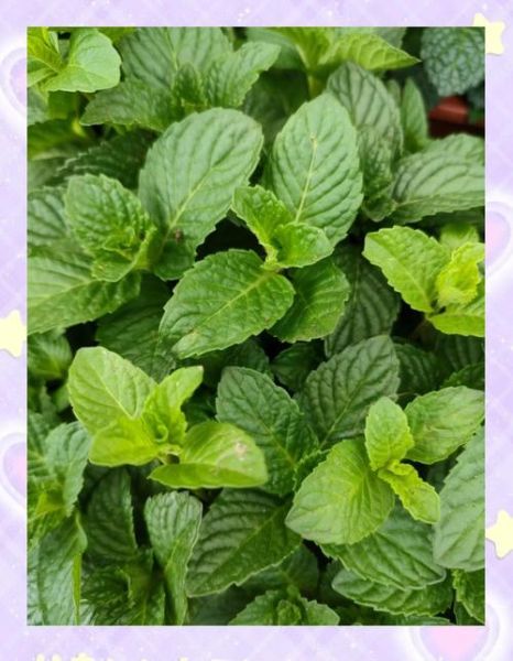 野生薄荷长什么样_野生薄荷能吃吗-第1张图片-山城妙识