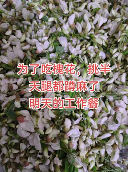 蒸槐花的功效与作用禁忌_孕妇能吃吗-第2张图片-山城妙识