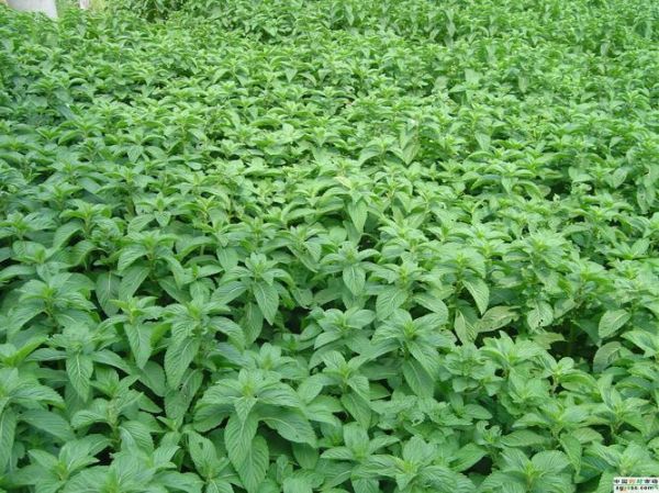野生薄荷长什么样_野生薄荷能吃吗-第2张图片-山城妙识