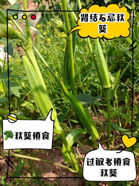 秋葵的功效与作用及副作用_秋葵怎么吃最健康-第3张图片-山城妙识 秋葵的功效与作用及副作用_秋葵怎么吃最健康-第3张图片-山城妙识