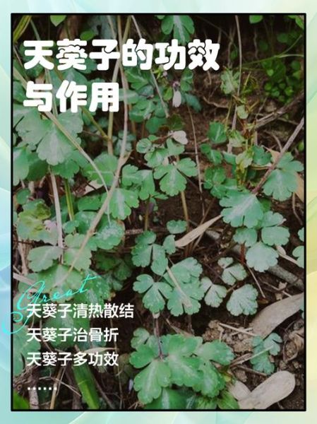 天葵是什么植物_天葵的功效与作用-第1张图片-山城妙识