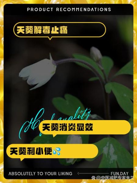 天葵是什么植物_天葵的功效与作用-第2张图片-山城妙识