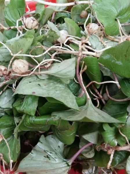 天葵是什么植物_天葵的功效与作用-第3张图片-山城妙识