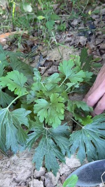 红头艾草图片_红头艾草功效与作用-第2张图片-山城妙识