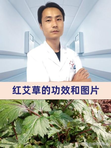 红头艾草图片_红头艾草功效与作用-第1张图片-山城妙识