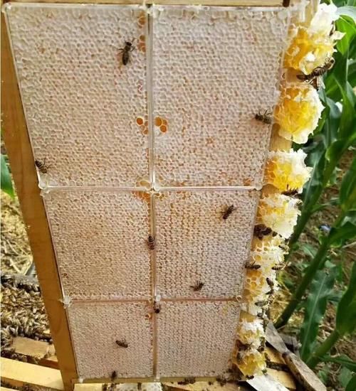 蜂巢蜜怎么吃_蜂巢蜜真假辨别方法-第3张图片-山城妙识 蜂巢蜜怎么吃_蜂巢蜜真假辨别方法-第3张图片-山城妙识